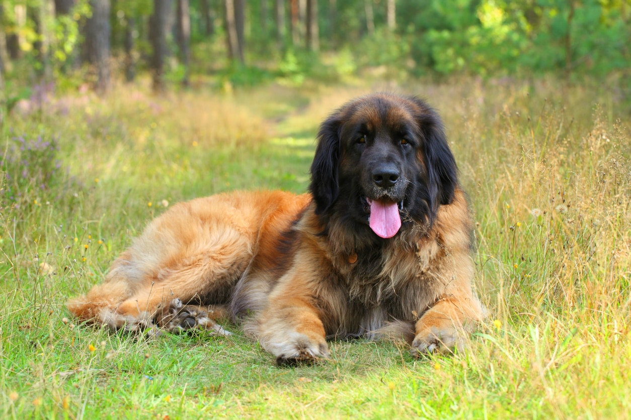 Leonberger Dog品种脱硫，健康和寿命|Petmd.