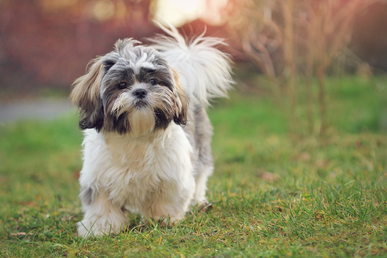 Shih Tzu Dog品种低过敏性，健康和寿命|Petmd.