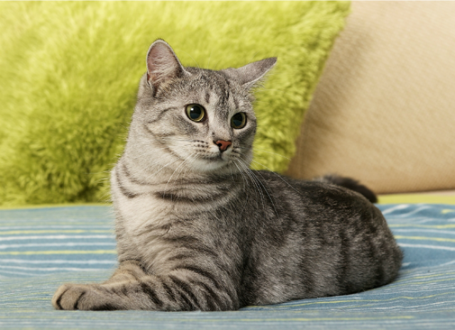 在猫窒息 - 猫的Heimlich Moreuver |Petmd.