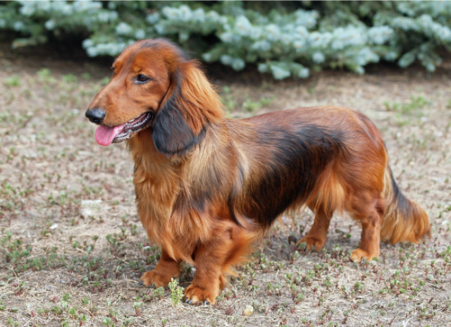 狗的皮肤血管炎症